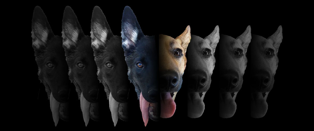 Point/Counterpoint: Dogs on Social Media - ChatterBlast